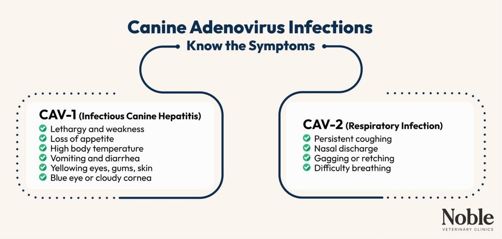Canine Adenovirus (CAV-1 & CAV-2): A Guide for Pet Owners