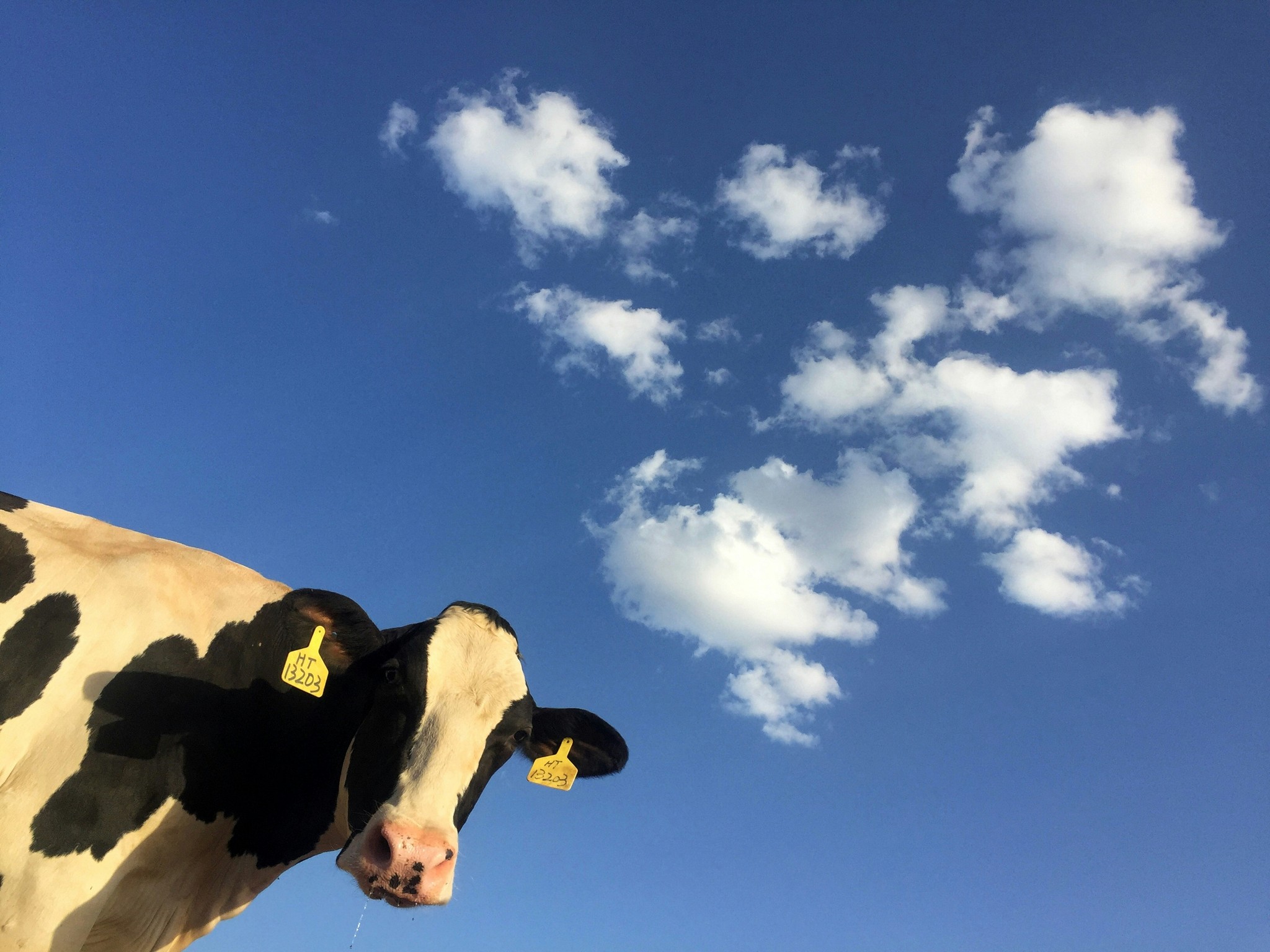 Aretes para vacas - AVAGAM