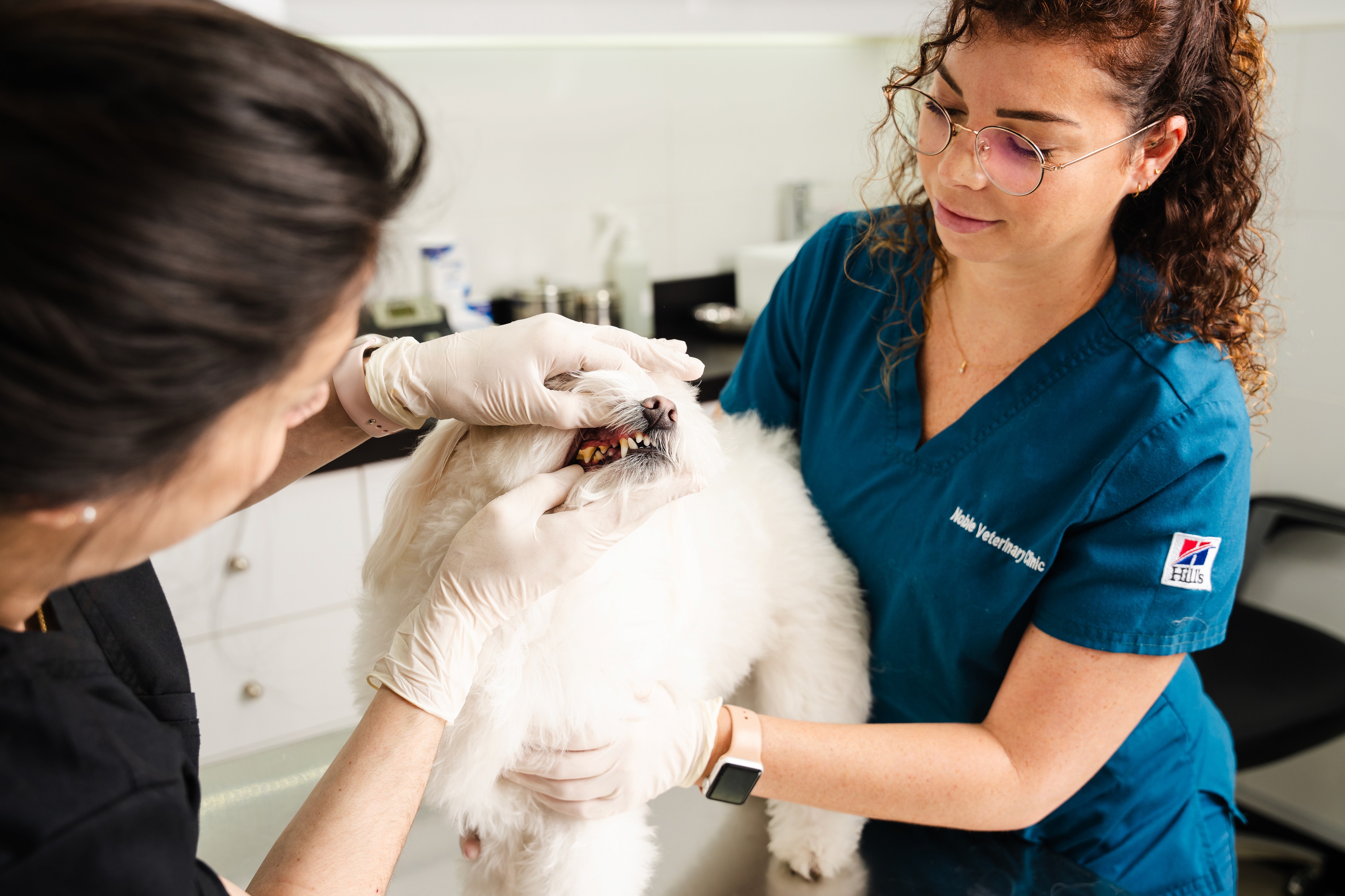 Veterinarians: Meaning, Types, and Specializations