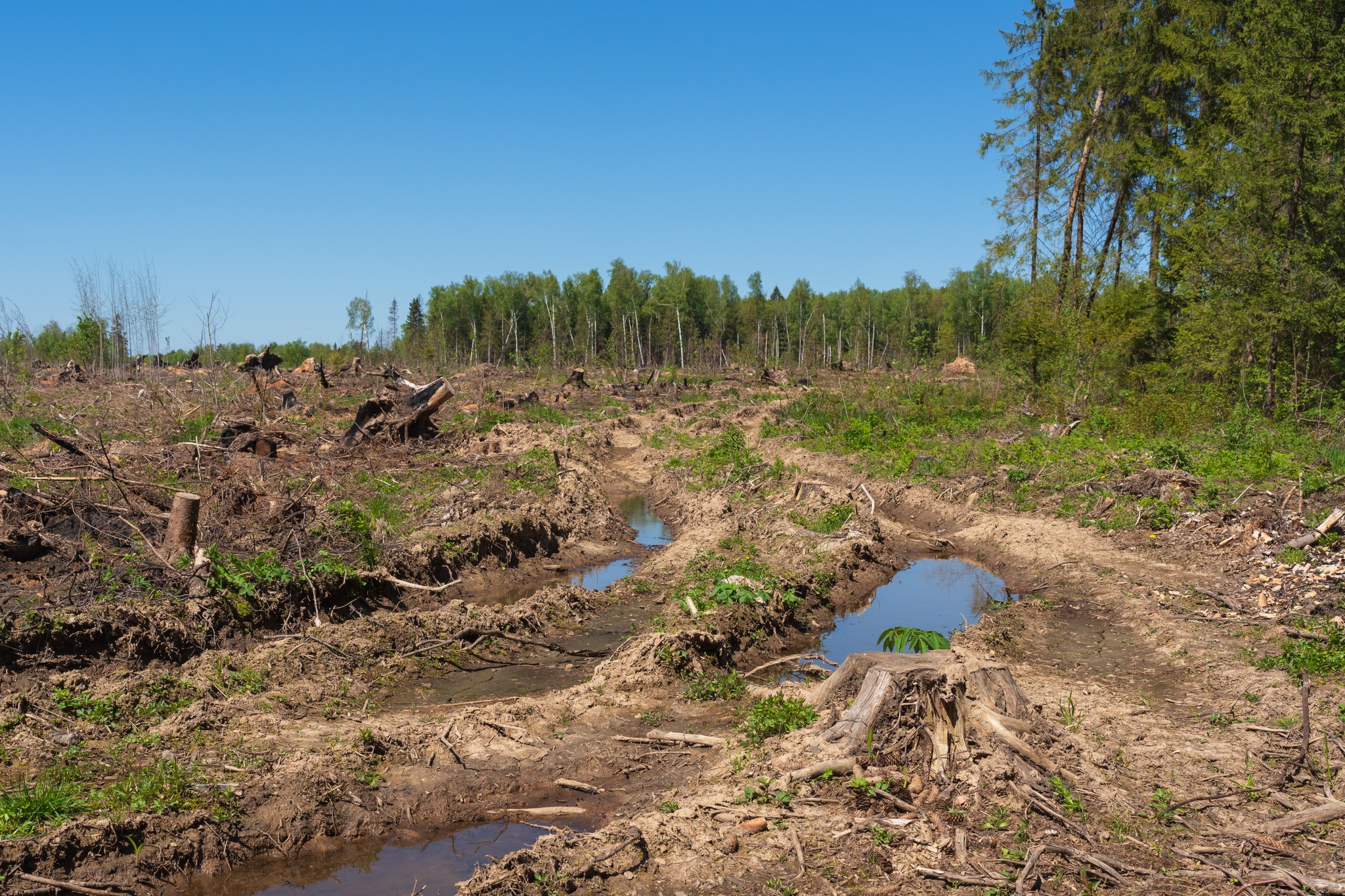 Using Satellite Imagery to Monitor Deforestation in Supply Chains [Look ...