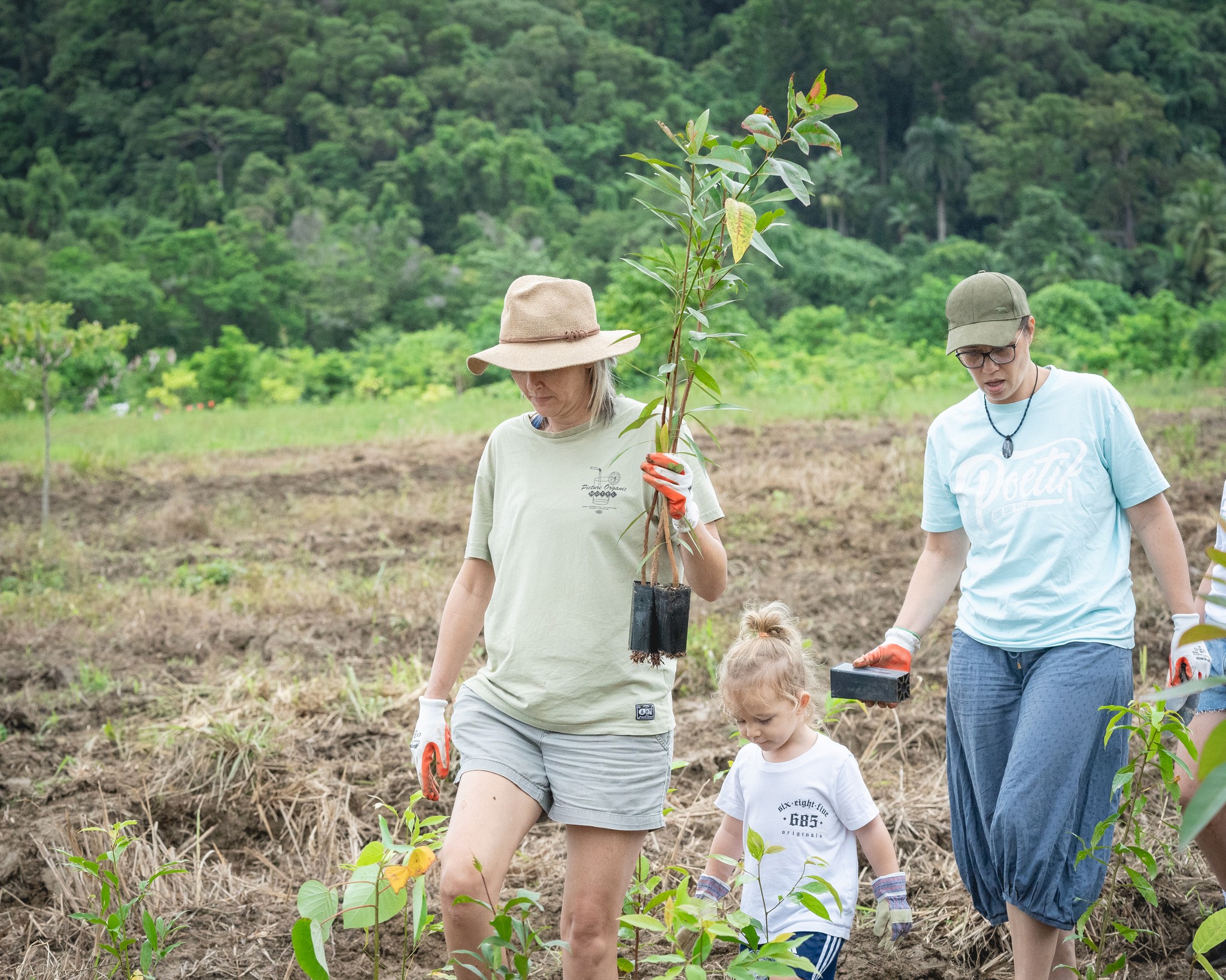 An ode to the Daintree Rainforest in Australia. - Restor | Global hub for nature restoration and ...