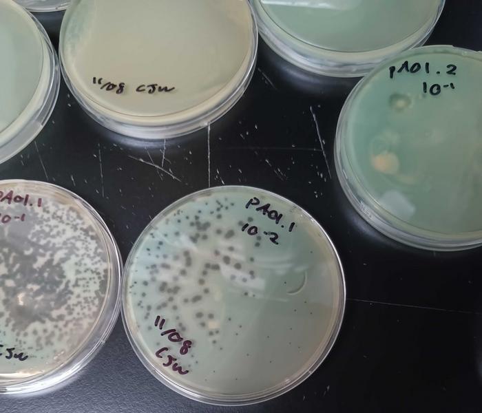 Phage DNA Sabotage Causes Self-Destruction of Deadly Pathogens