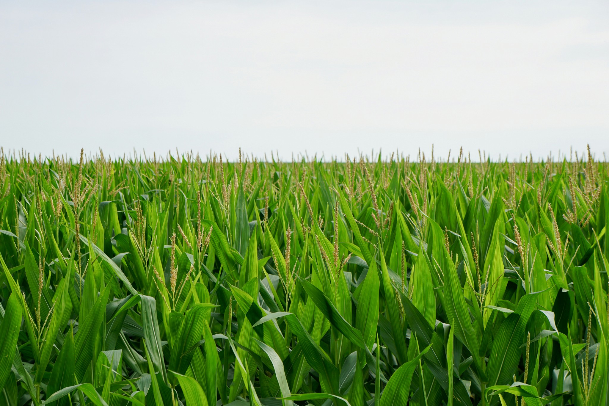 5 consumer staples shares with high dividend yields - Selfwealth by ...