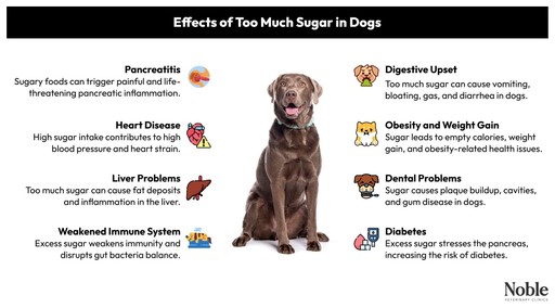 Can Dogs Eat Sugar? Effects and Health Risks