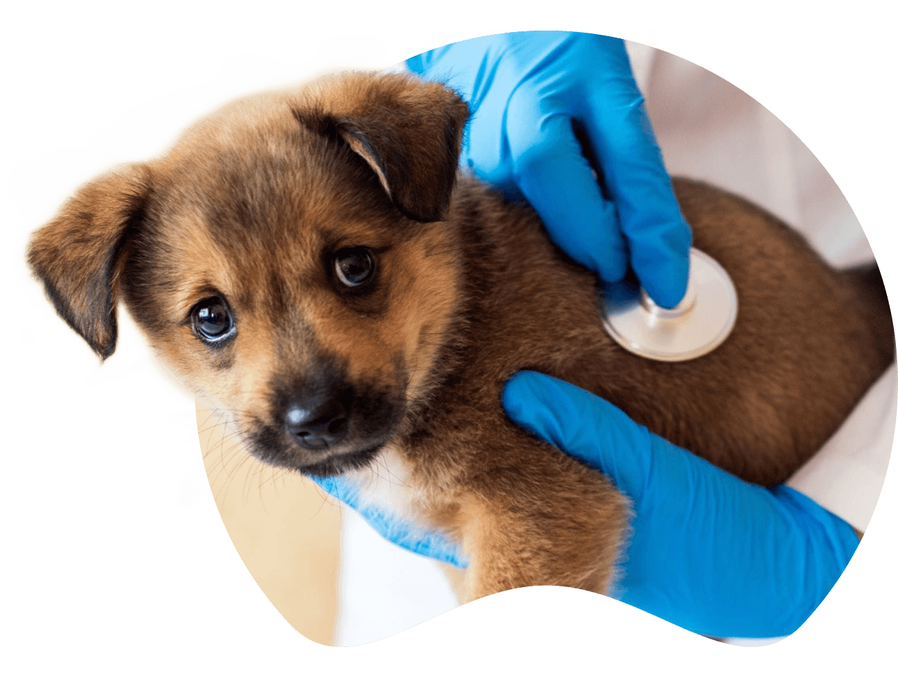 Puppy Visit: What to Expect During Your First Vet Visit in Dubai