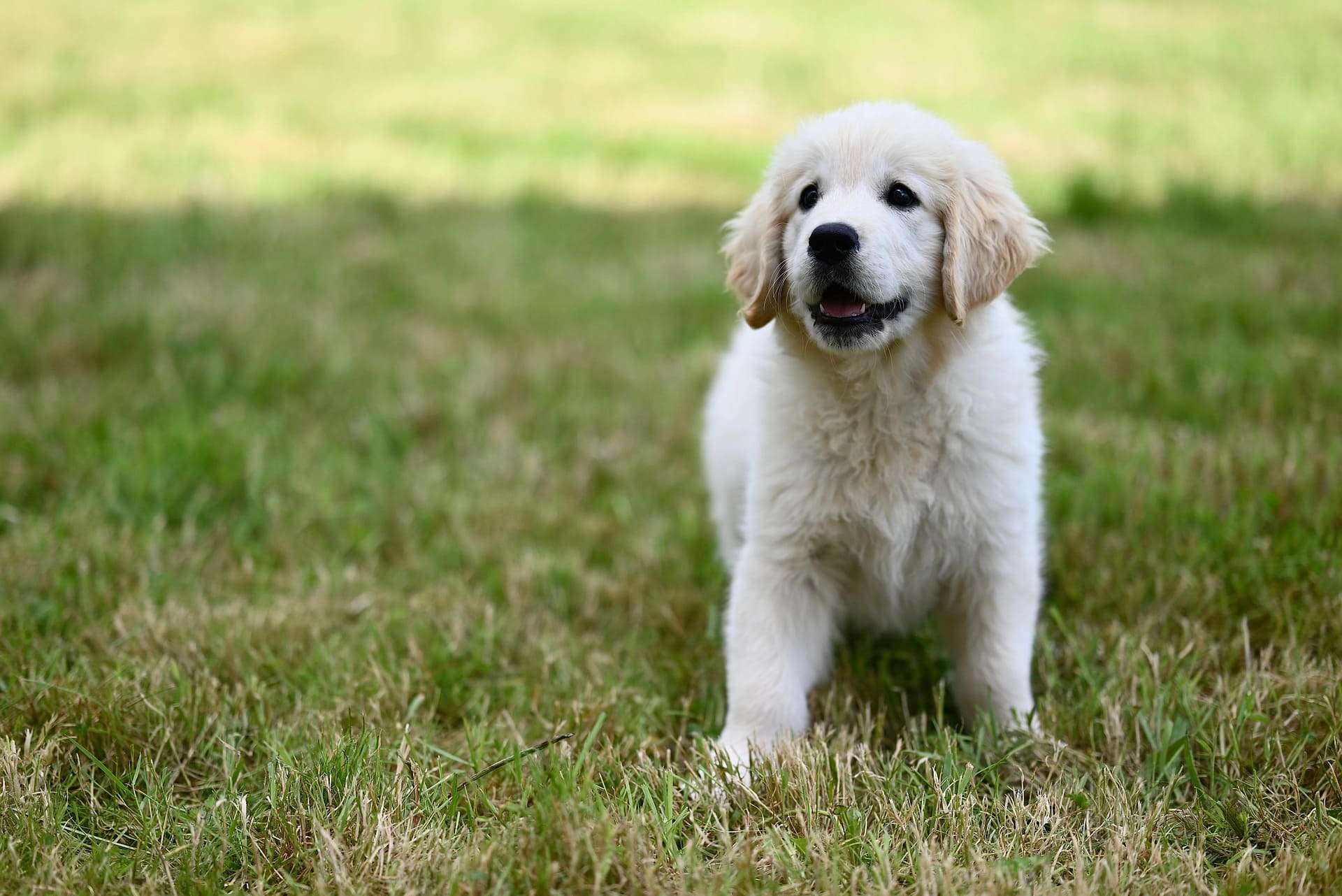 10 Best Family Dogs: Top Dog Breeds for Families