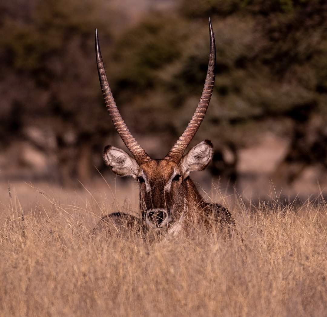 Marrick Private Game Reserve