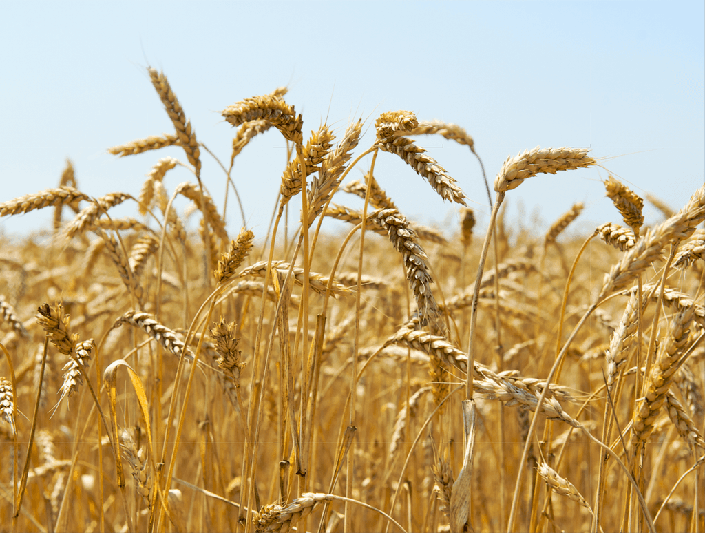 Puna Bio: Extremophile-Based Biologicals for Agriculture