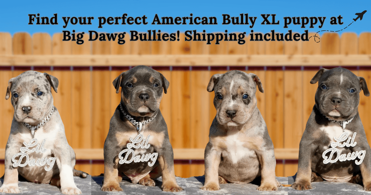 American Bully XL Colors & Patterns - My Framer Site