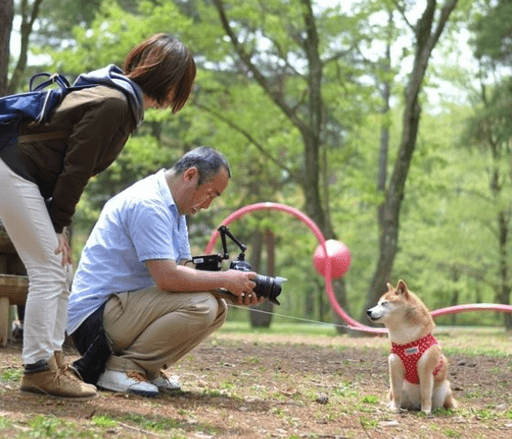 Kabosu Doge History of All Time