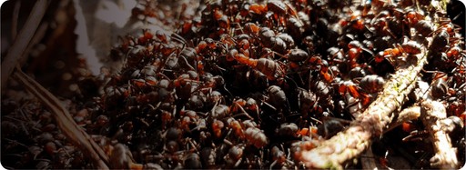 A Enciclopédia das Pragas I Tudo sobre as Formigas