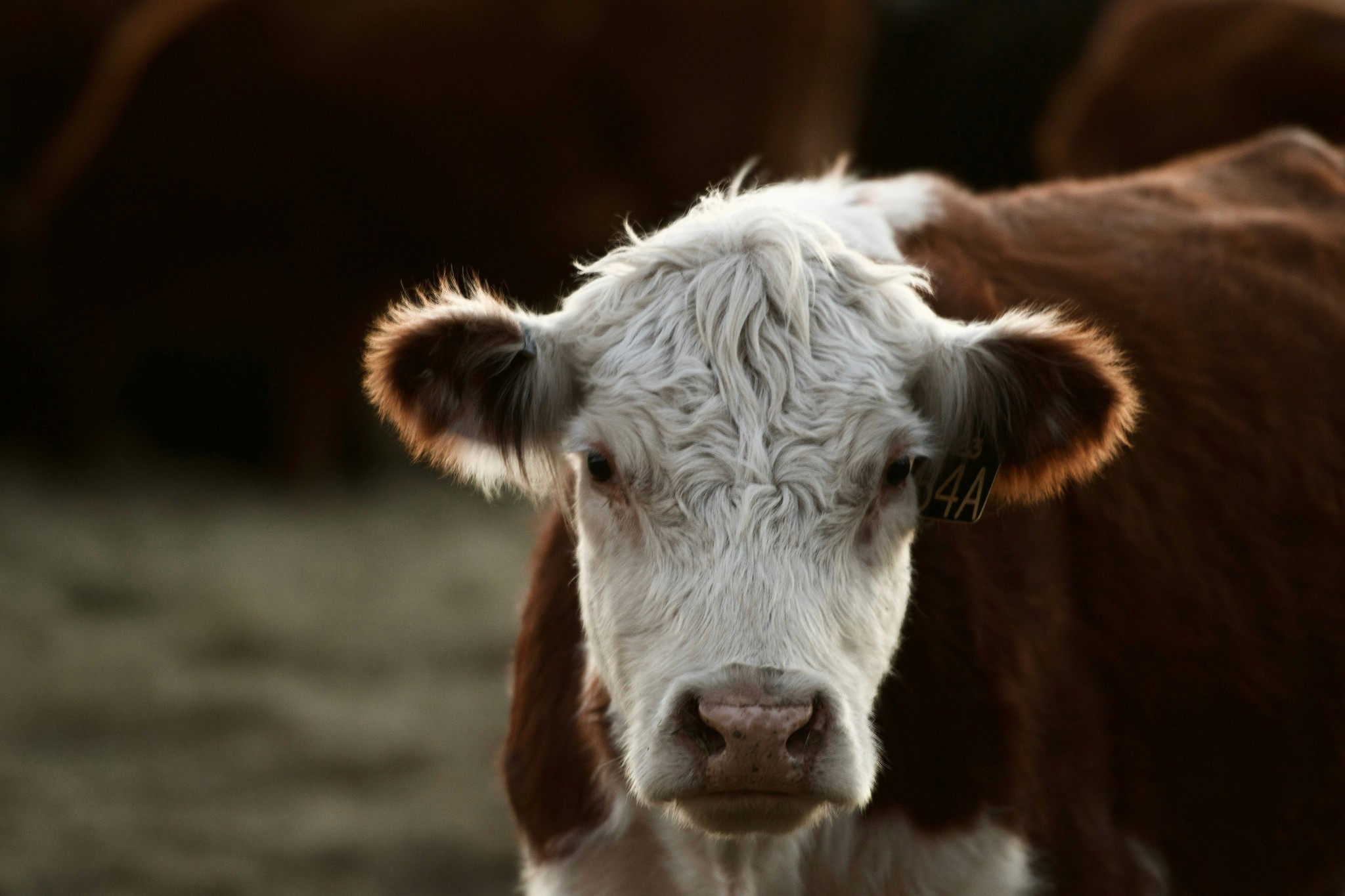 Razas de las vacas - High Especialized Pro Nutrition