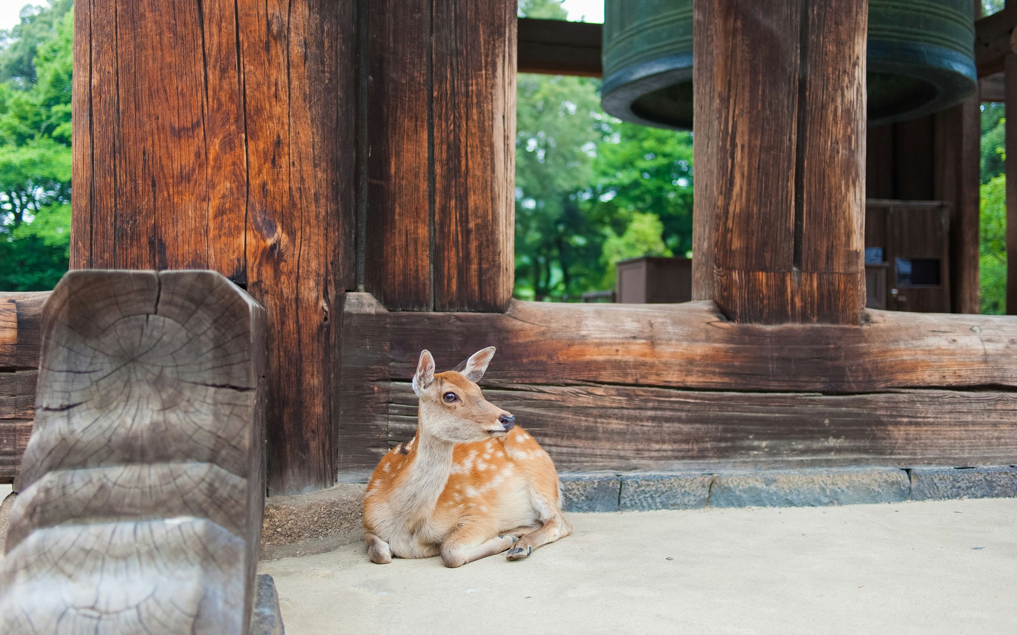 Nara - Deer Land - JapanVisit