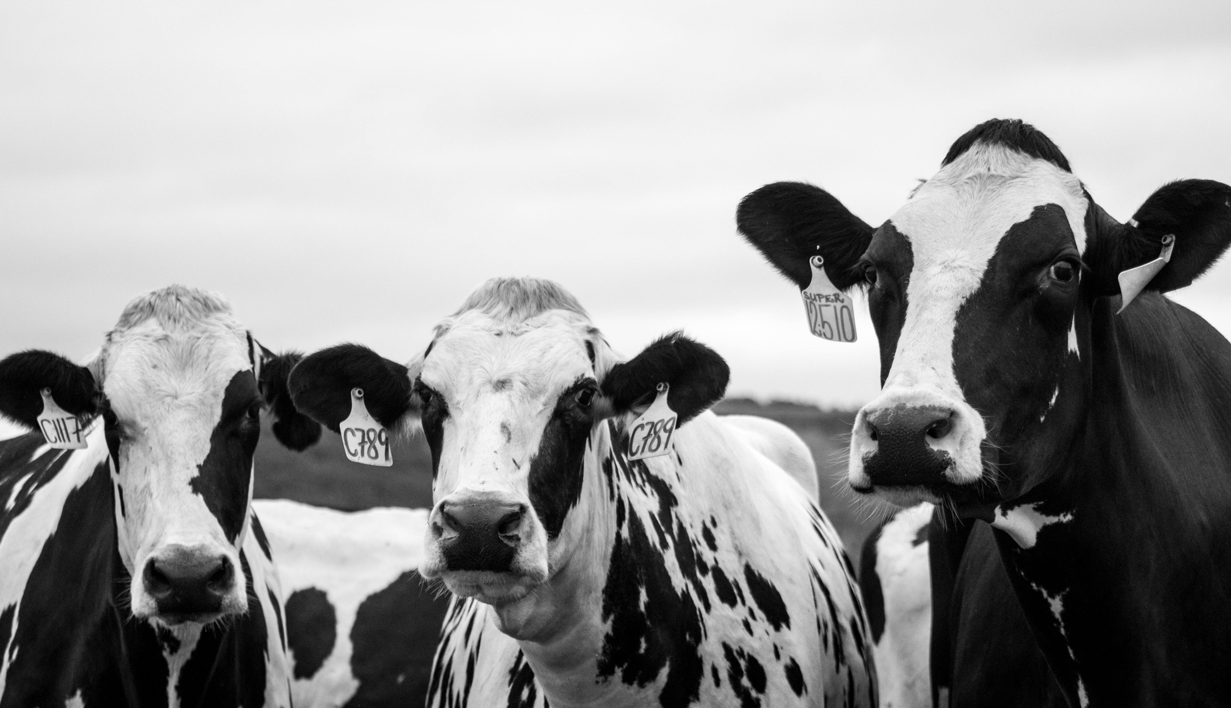 Aretes para vacas - AVAGAM