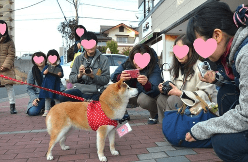 Kabosu Doge History of All Time