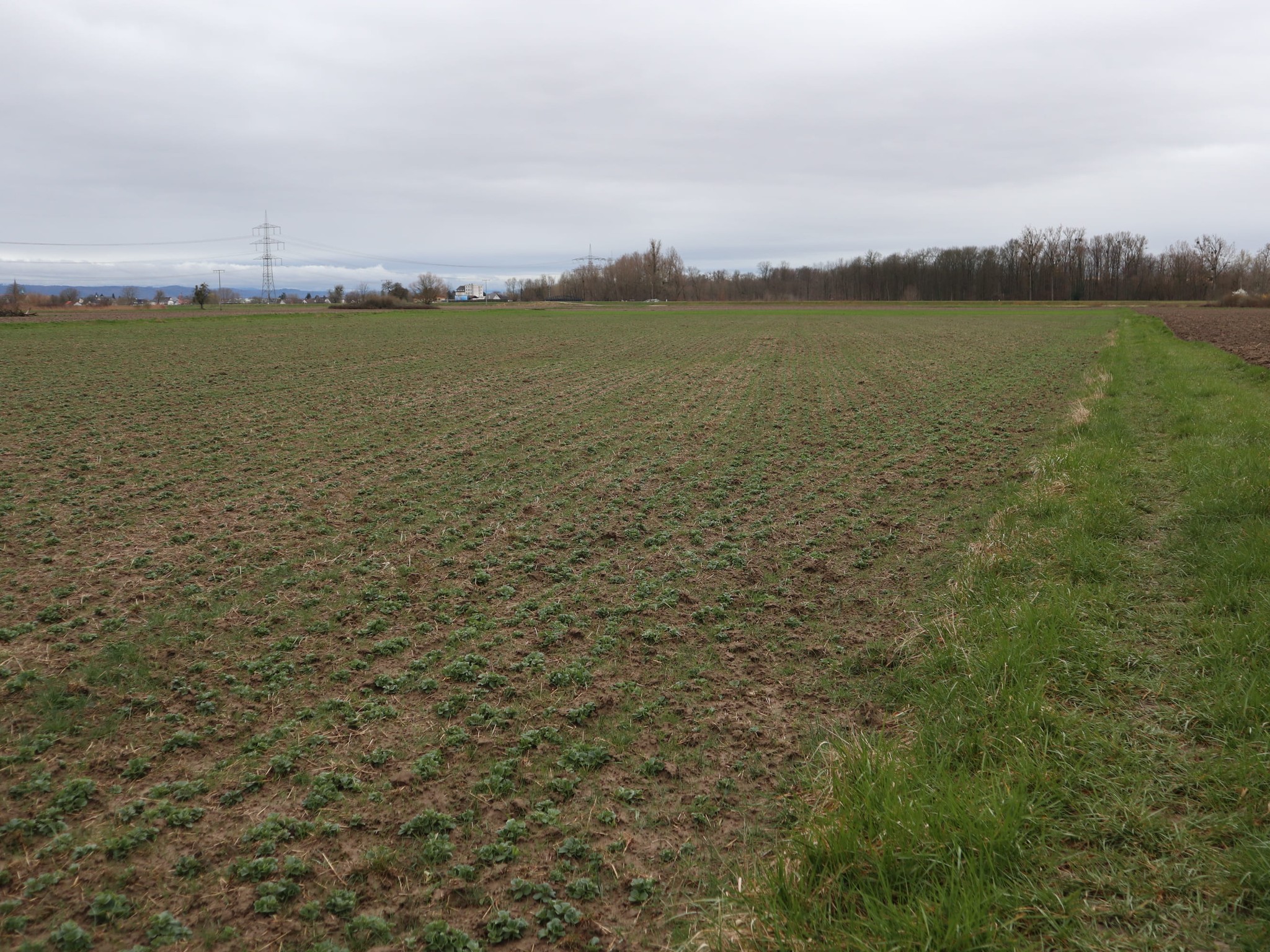 Elevating Crop Health with Brix Measurements: The Sweet Science of ...