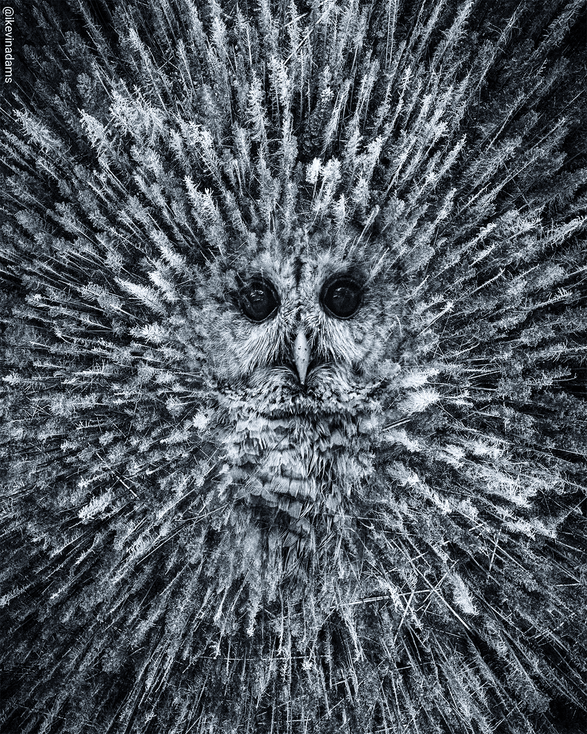 Kevin Adams | 2x Entrepreneur | Digital Artist | Digital Marketer