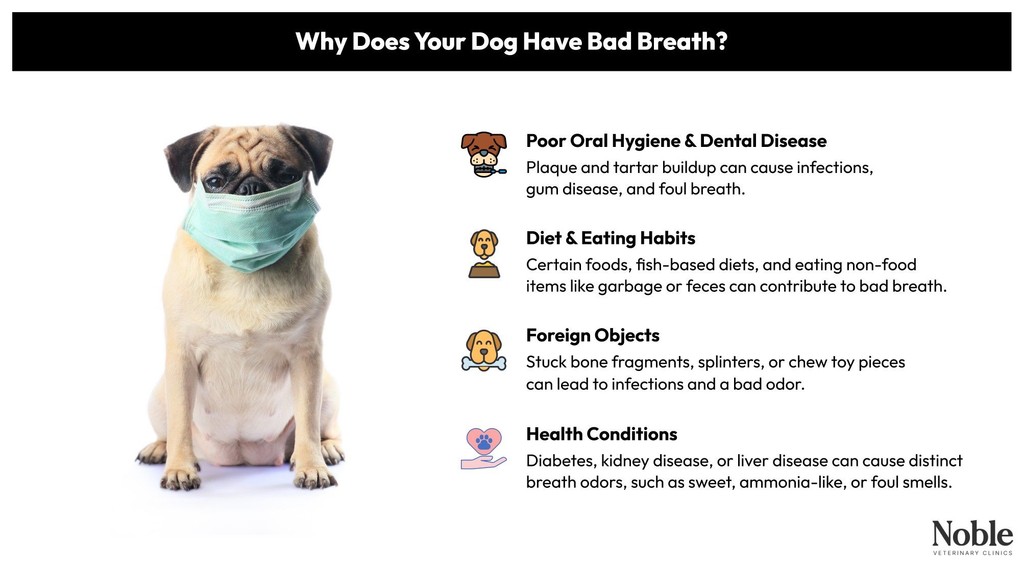 Bad Breath in Dogs: Causes, Treatments, and Brushing Guide