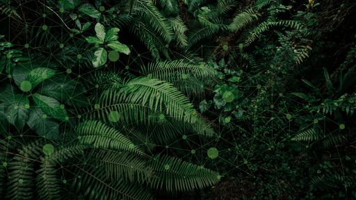 Brainforest - Venture Program